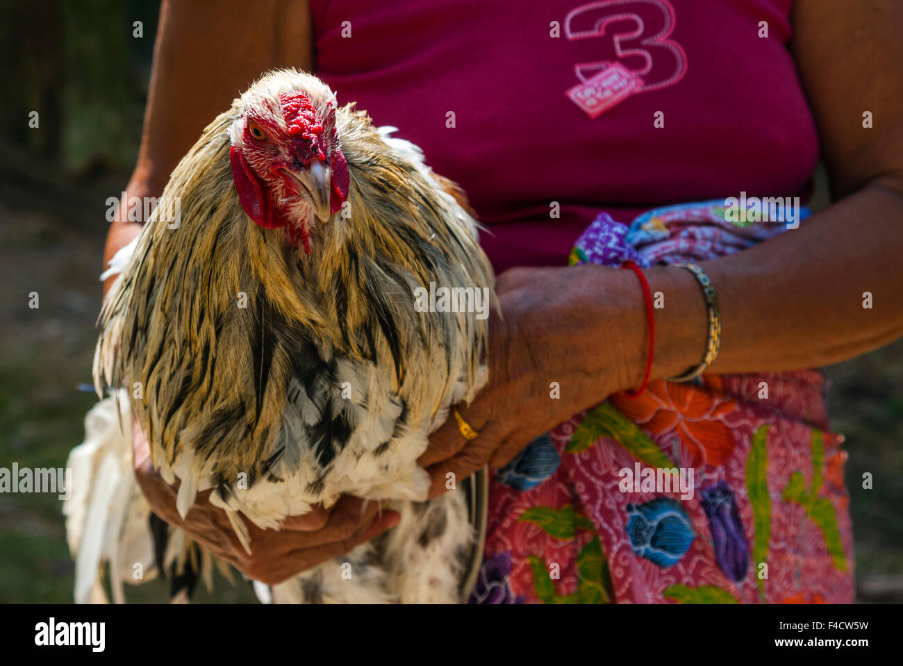 Iban owner of fighting cock, Mengkak Iban Longhouse, Batang Ai National ...