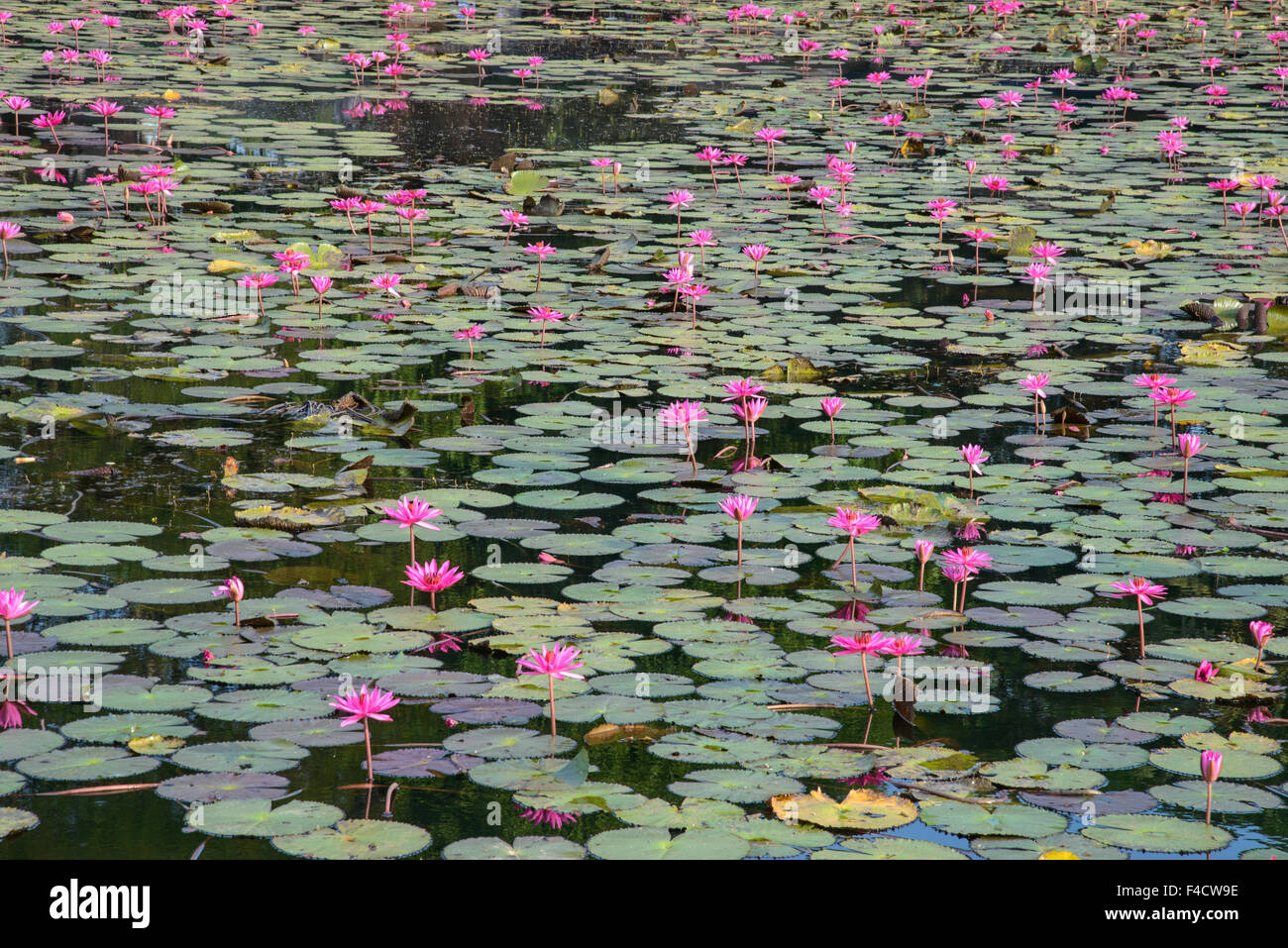 Cambodia, Angkor Wat. Water lilies. (Large format sizes available Stock ...