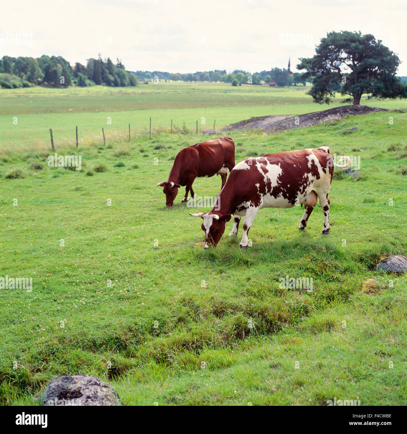 Cows grazing in field, elevated view Stock Photo - Alamy