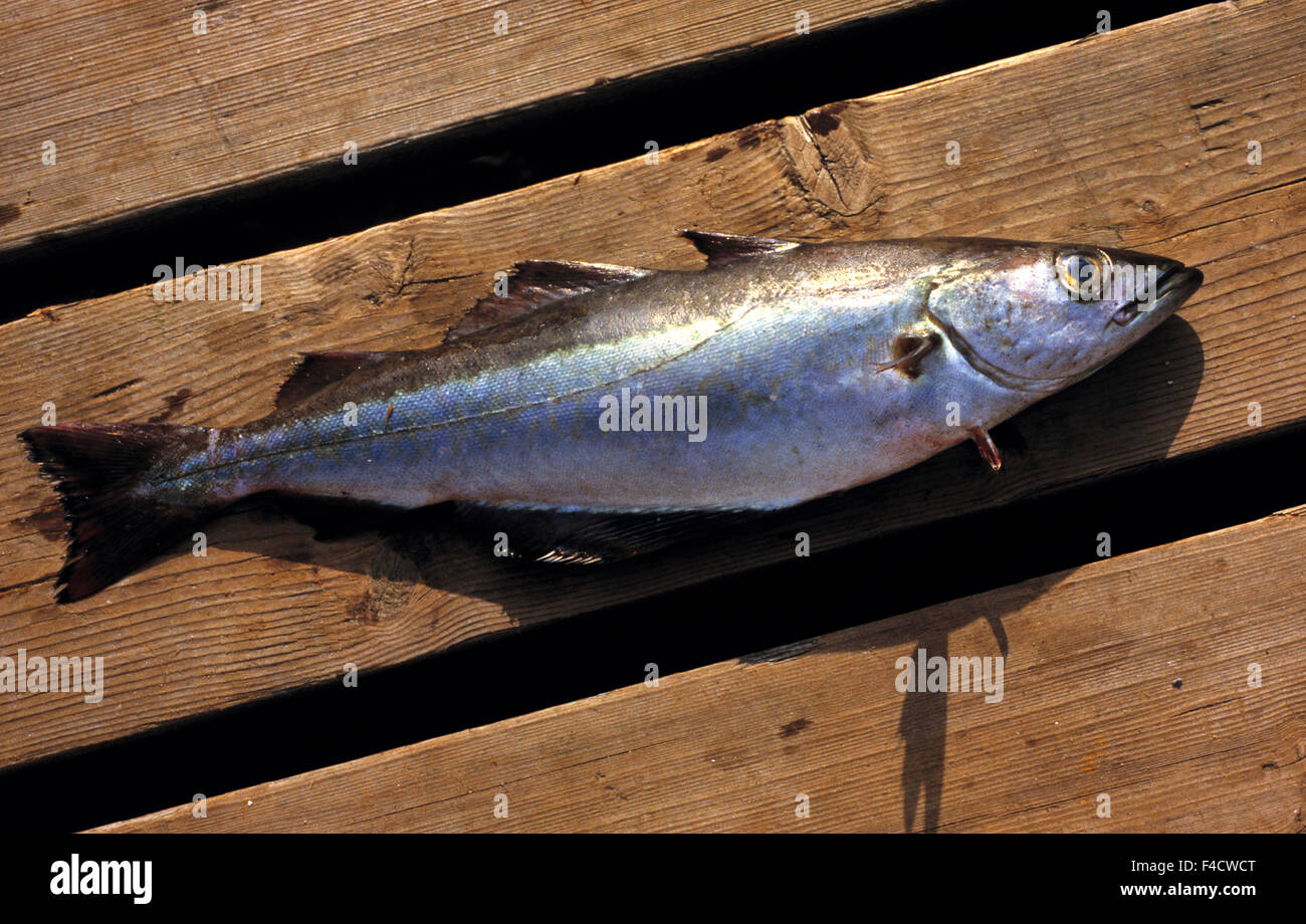 Fish on a jetty Stock Photo - Alamy