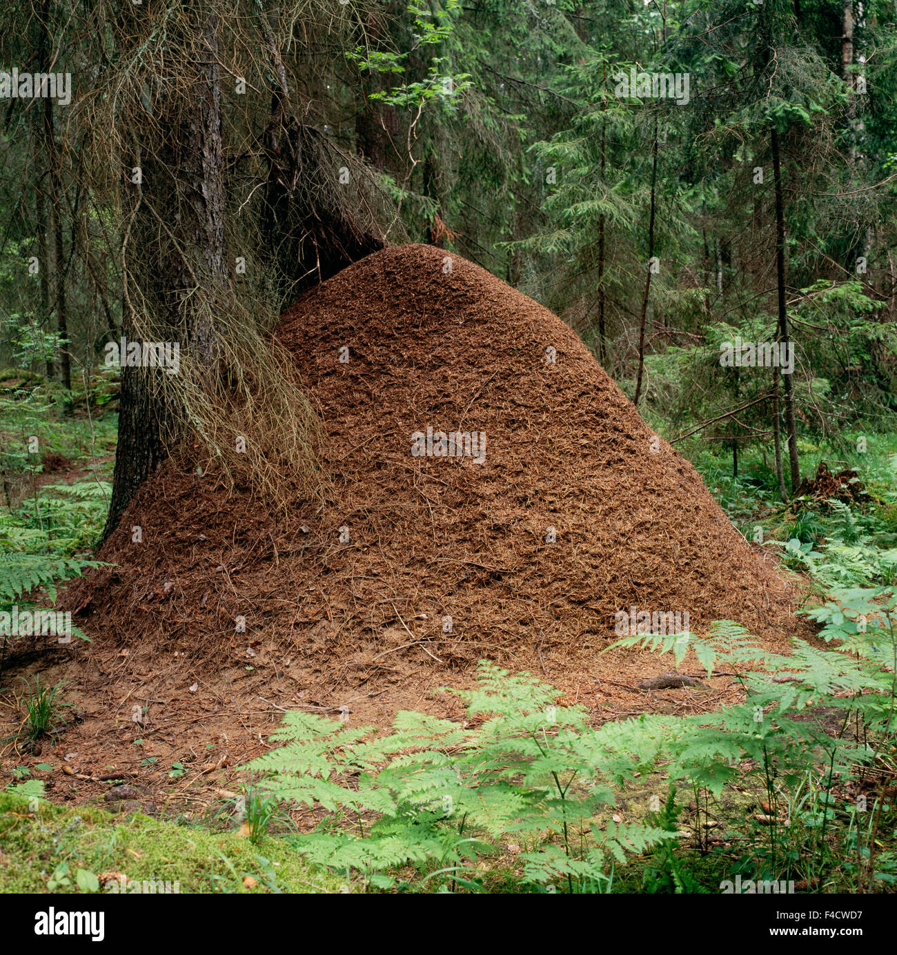 Pile of mud in forest Stock Photo - Alamy