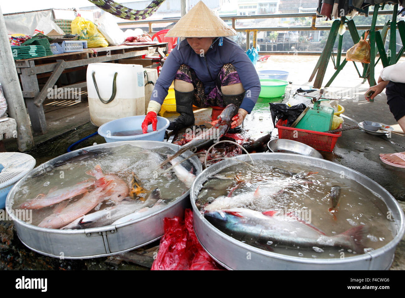 Sa dec fish hi-res stock photography and images - Alamy