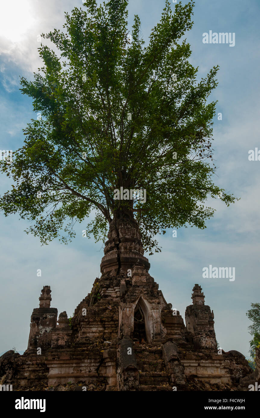 Tree in temple hi-res stock photography and images - Alamy