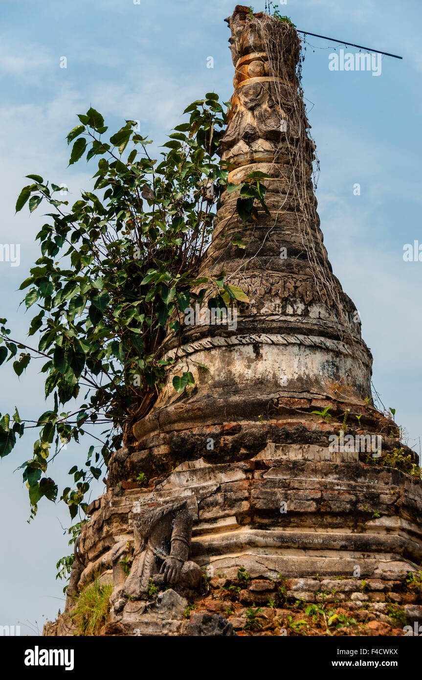 Tree growing temple hi-res stock photography and images - Alamy