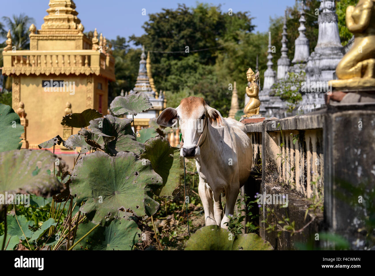 Cambodia, Siem Reap. Cow at Buddhist temple. (Large format sizes ...