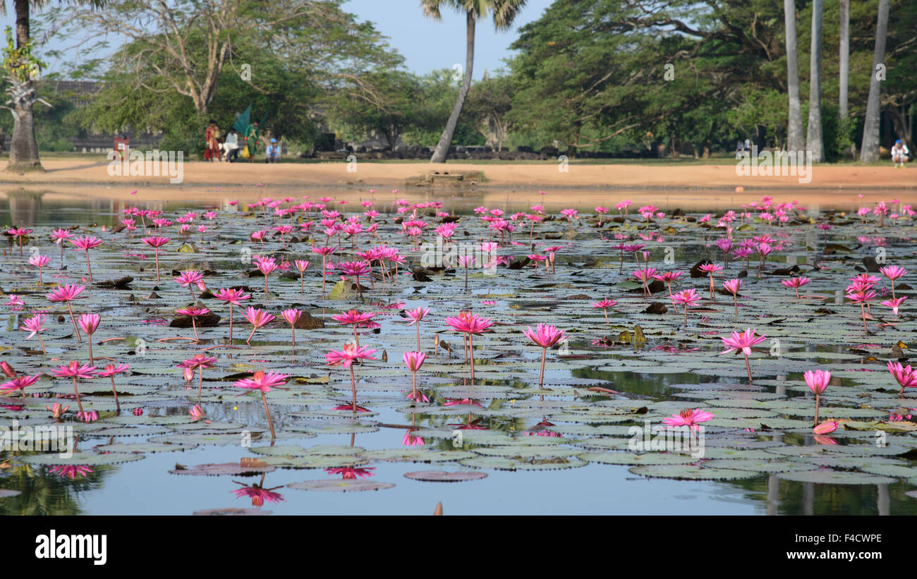 Cambodia, Angkor Wat. Water lilies. (Large format sizes available Stock ...