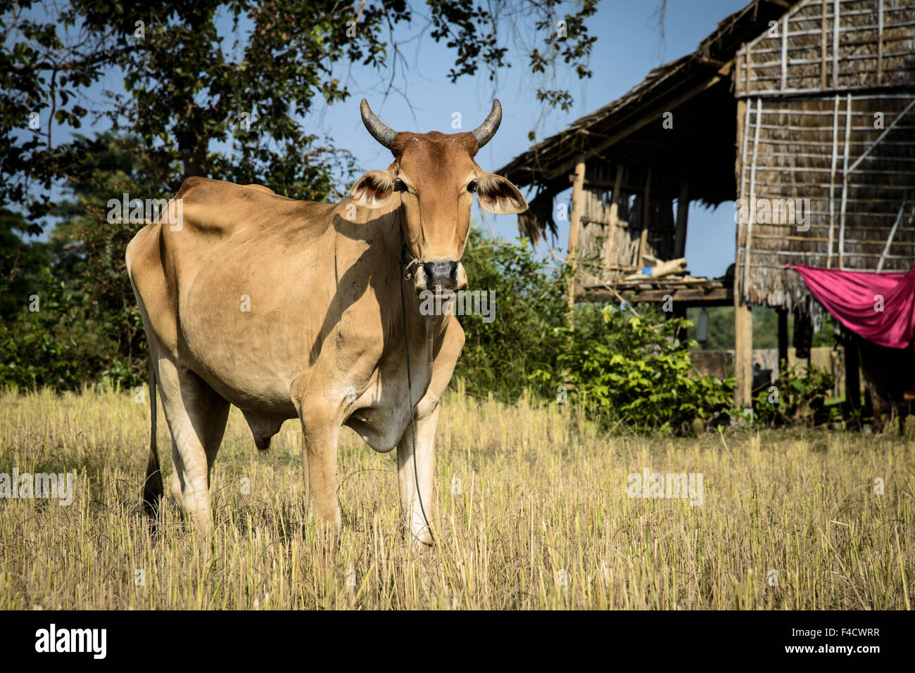 Cambodia, Siem Reap area. Cow in field. (Large format sizes available ...