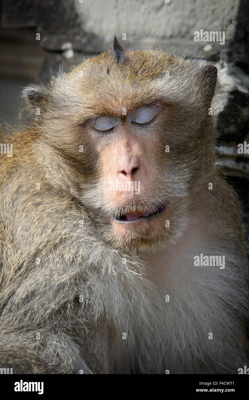 Cambodia, Angkor Wat. Long tailed macaque (Macaca fascicularis) with ...