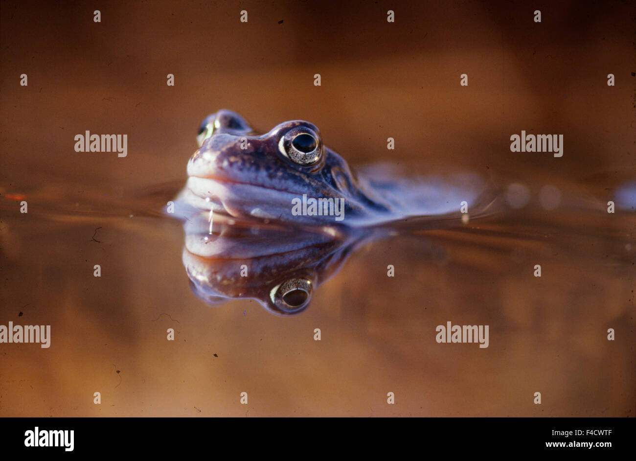 Frog in water, close-up Stock Photo - Alamy