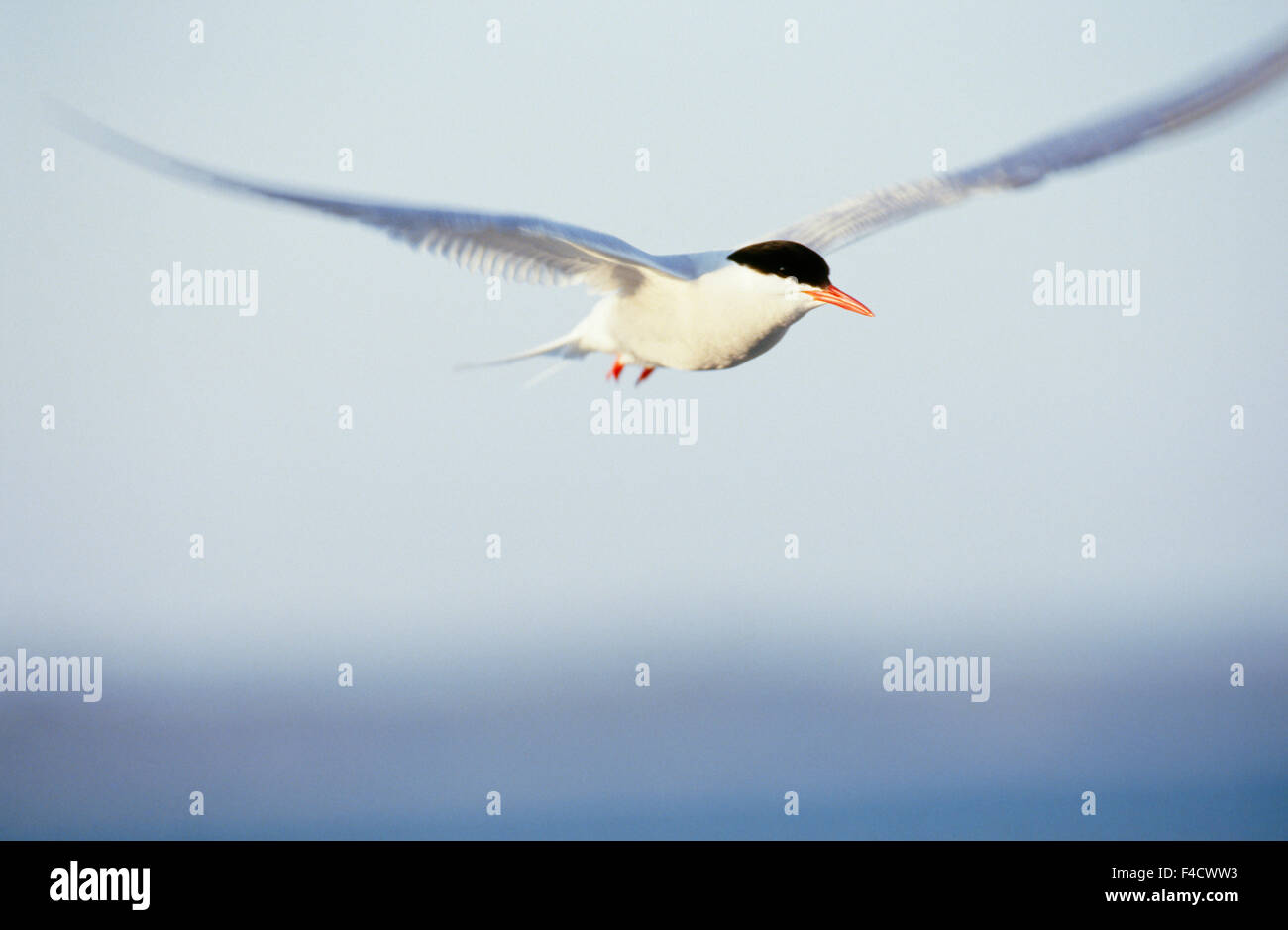 Bird flying in clear sky Stock Photo - Alamy