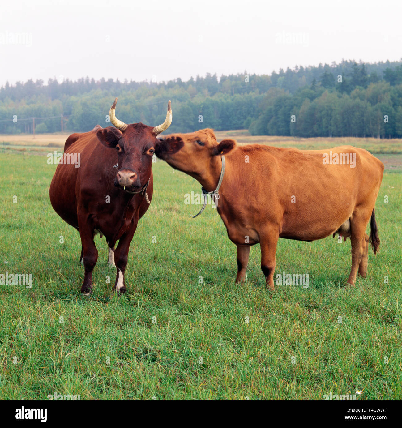 Cows in field Stock Photo - Alamy