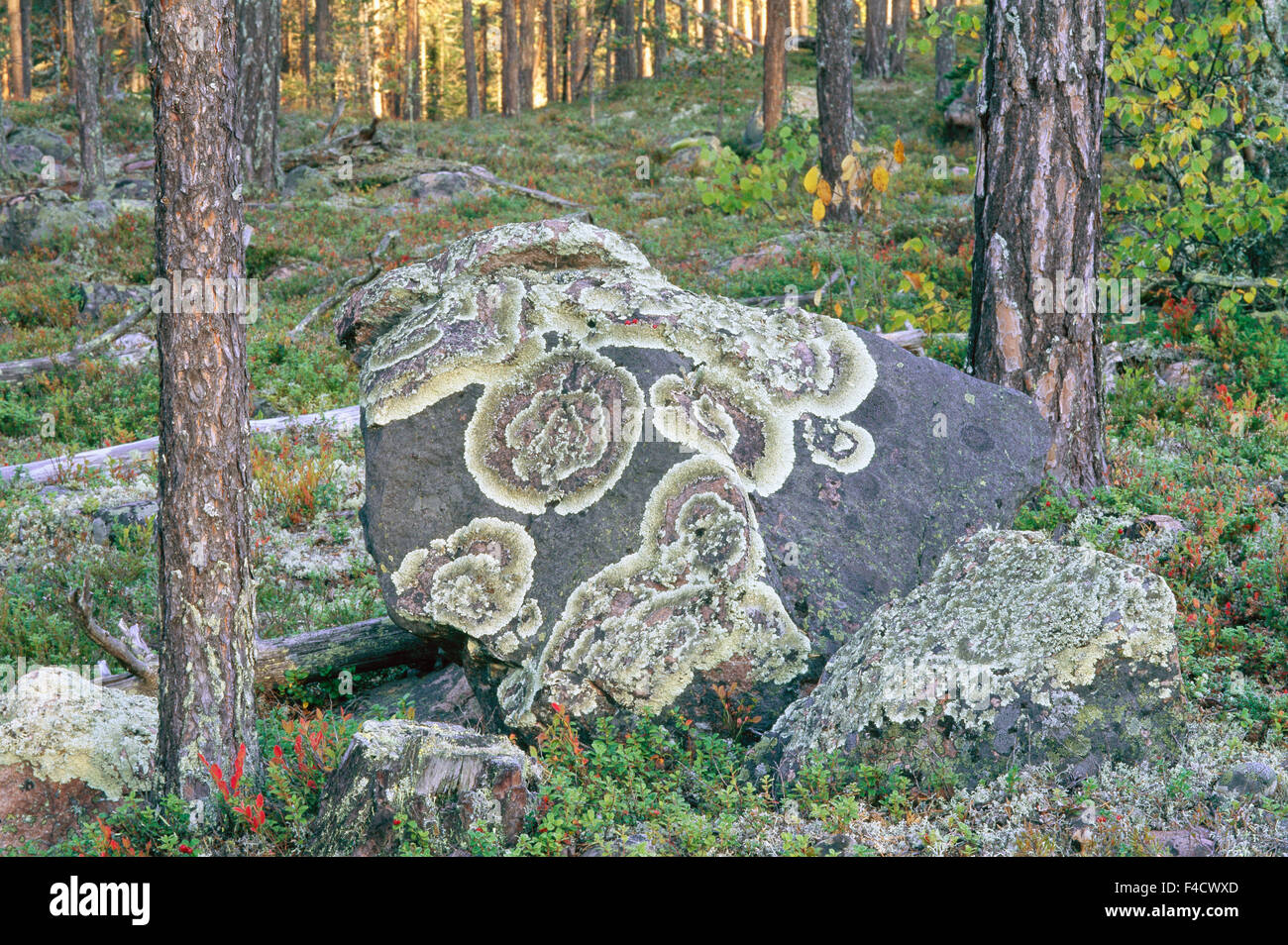 Fungus growth on stone in forest Stock Photo - Alamy