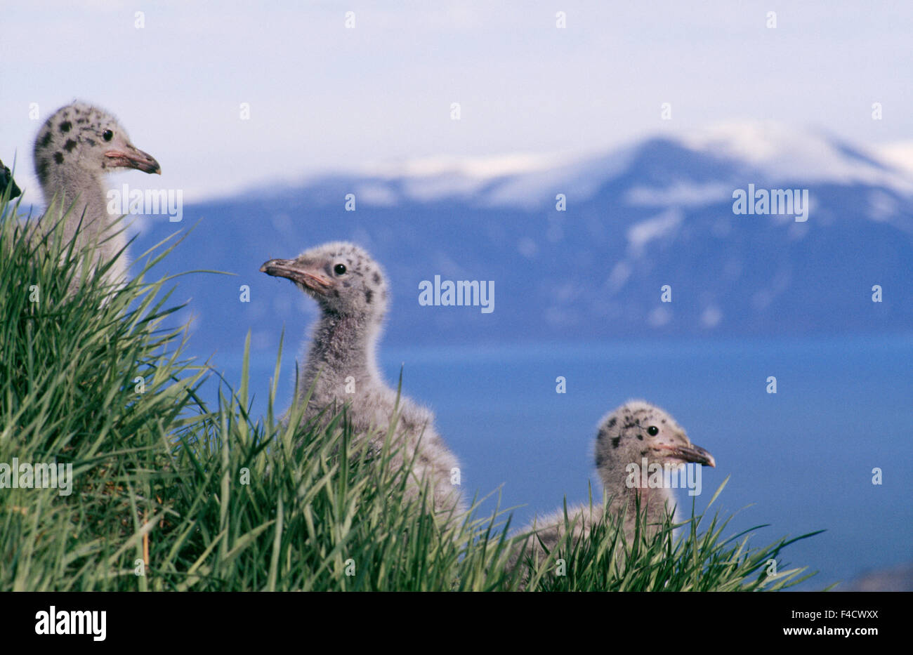 Side view of bird hi-res stock photography and images - Alamy