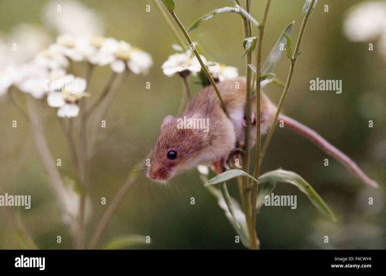 Harvest mouse image hi-res stock photography and images - Alamy
