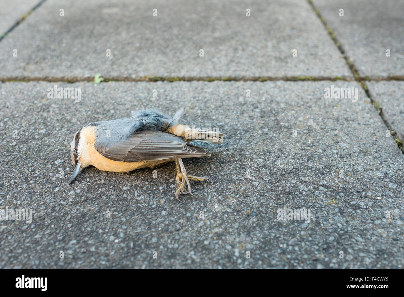 Dead bird nuthatch on a stone floor Stock Photo - Alamy