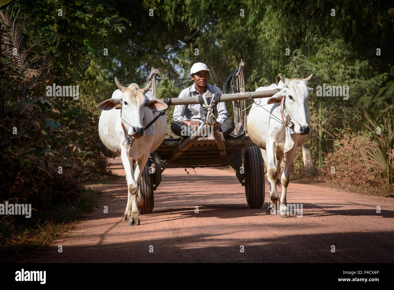 Siem reap area man driving ox cart hi-res stock photography and images ...