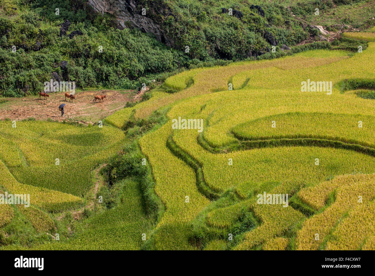 Working the Rice field with Water Buffaloes. SAPA Region. Vietnam ...