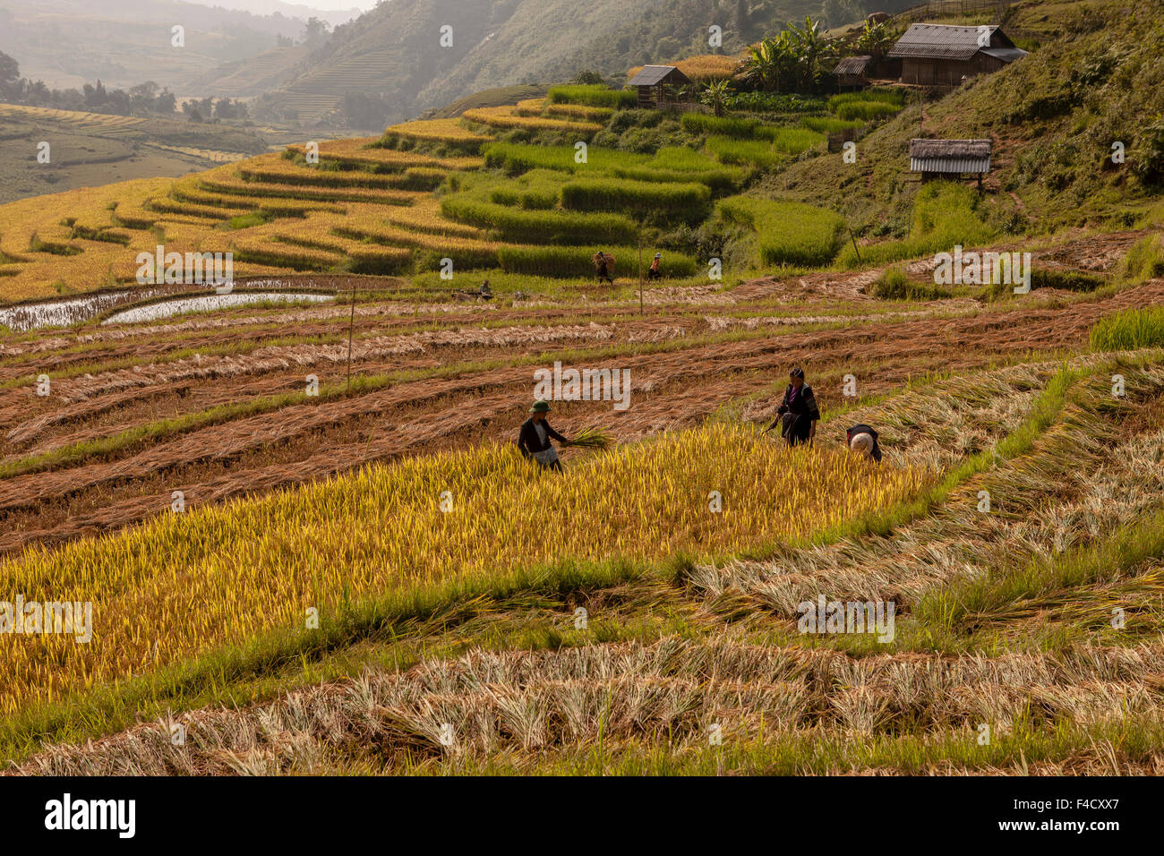 Rice harvest. SAPA Region. Vietnam, Indochina, South East Asia. Orient ...
