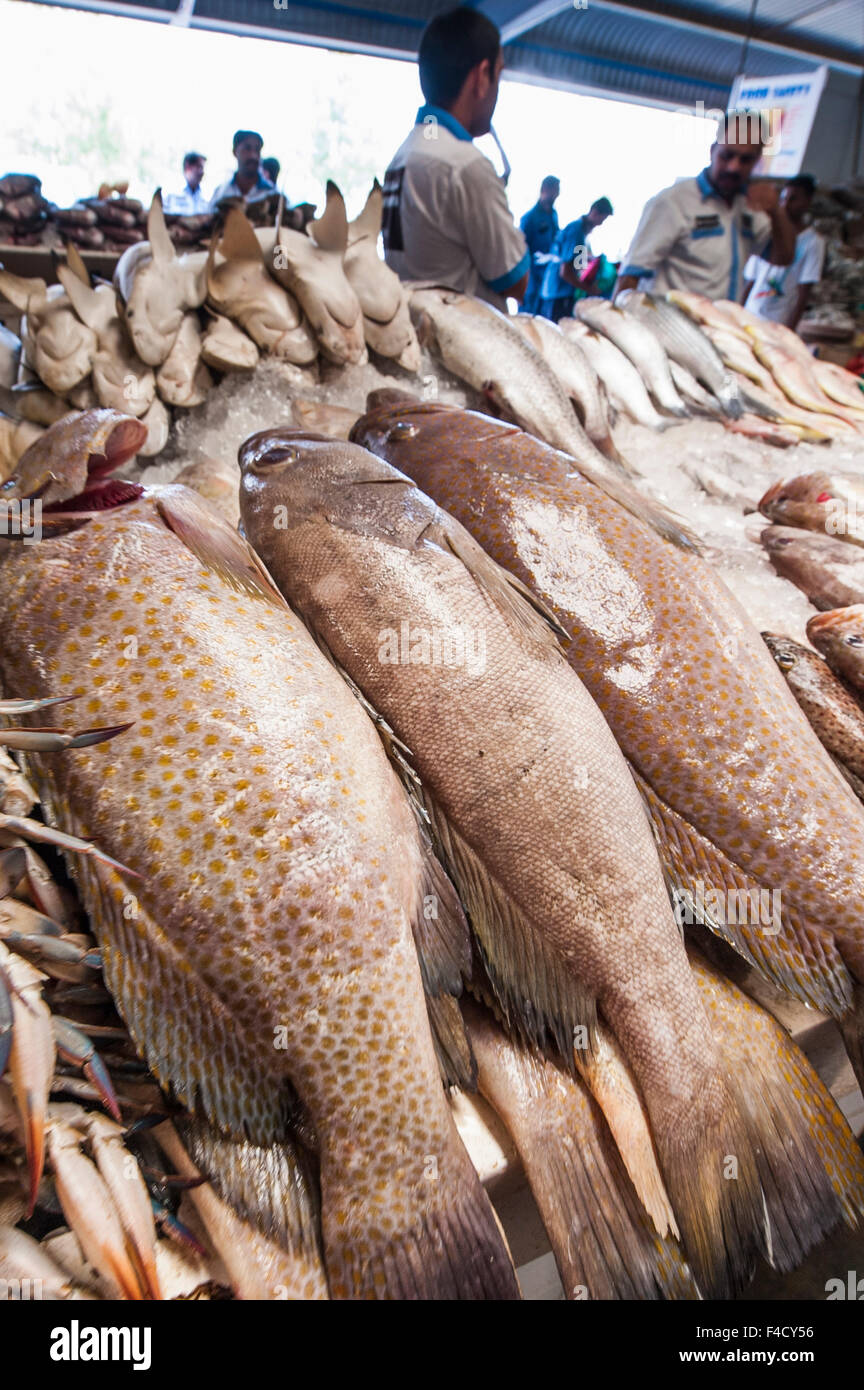 Deira Fish Market, Dubai, United Arab Emirates Stock Photo - Alamy