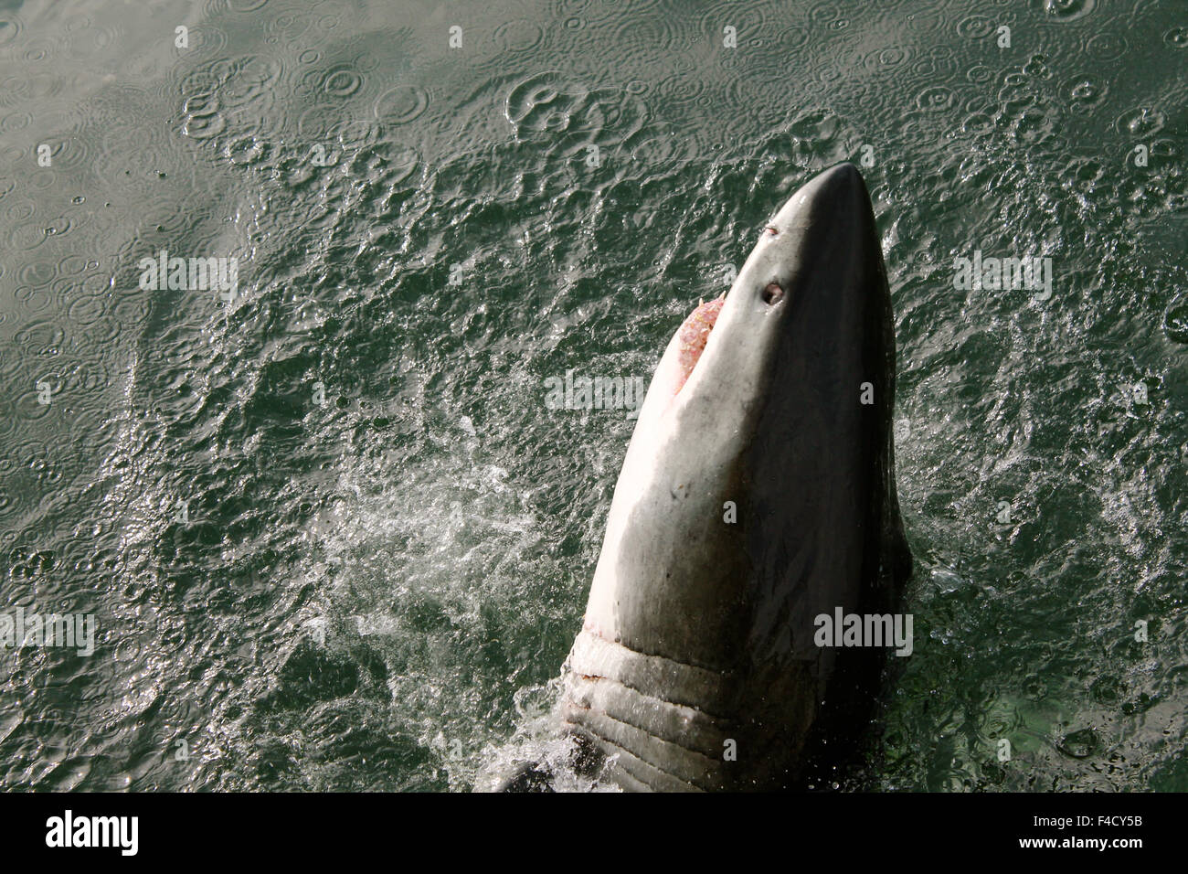 Cold water shark hi-res stock photography and images - Alamy
