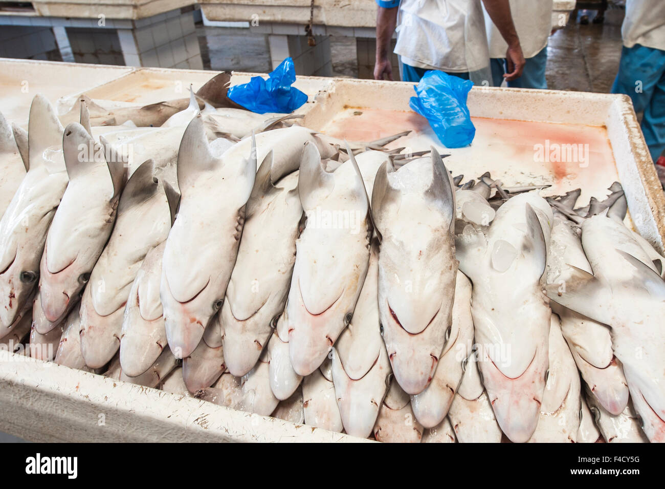 Sharks at the Deira Fish Market, Dubai, United Arab Emirates Stock ...