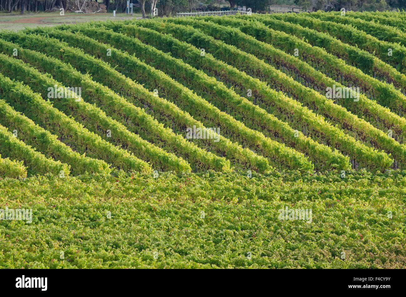 Albany river vineyard hi-res stock photography and images - Alamy