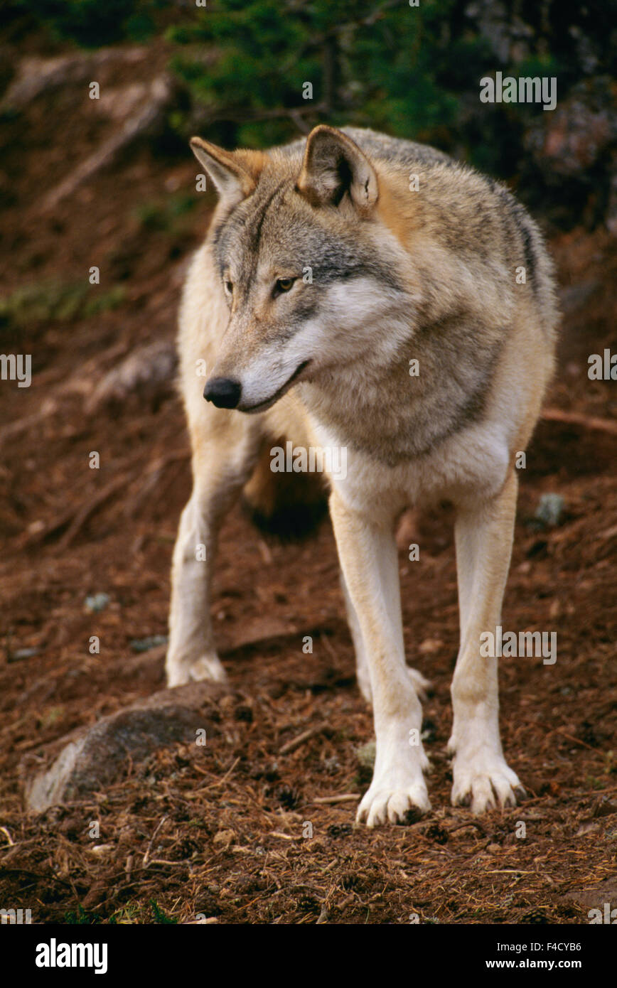 Wolf in forest Stock Photo - Alamy