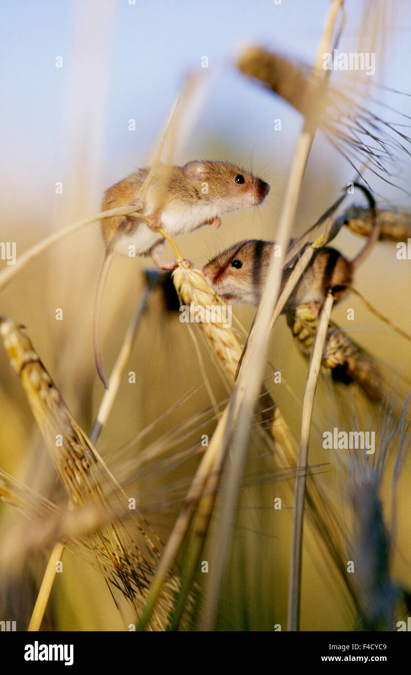 Harvest Mouse on stem Stock Photo - Alamy