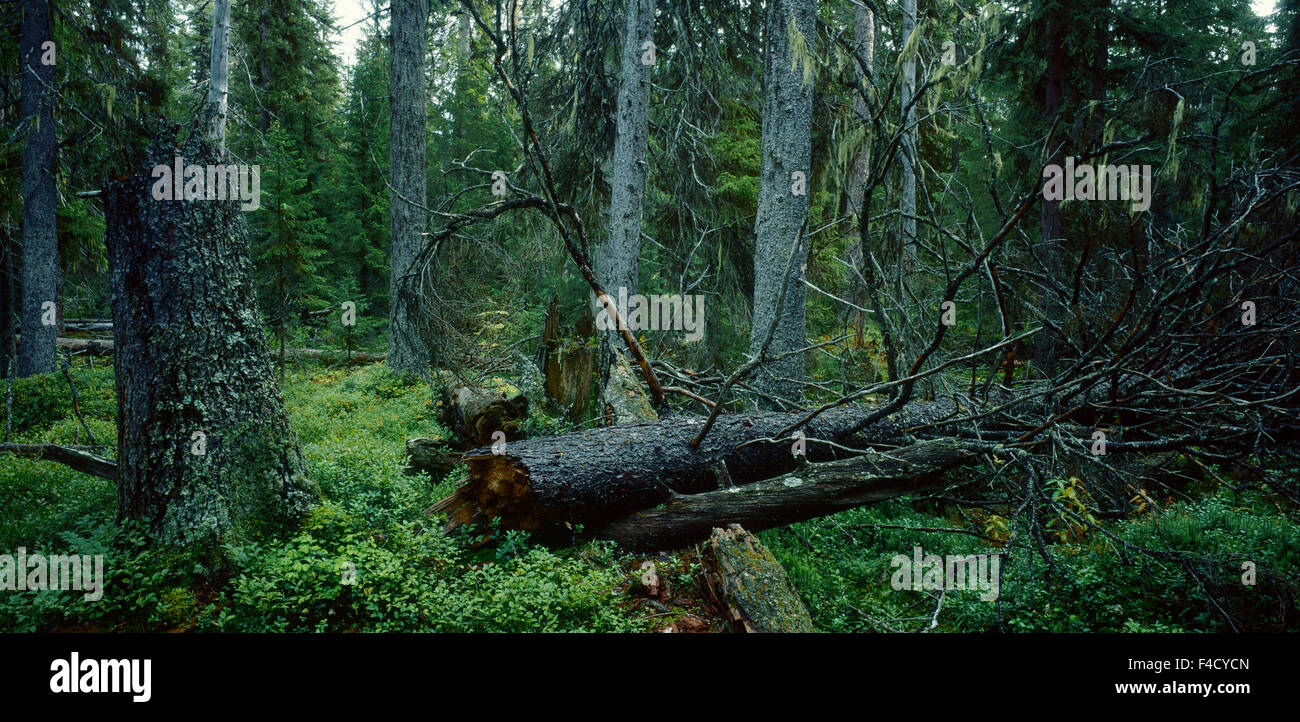 Fallen tree trunk in forest Stock Photo - Alamy