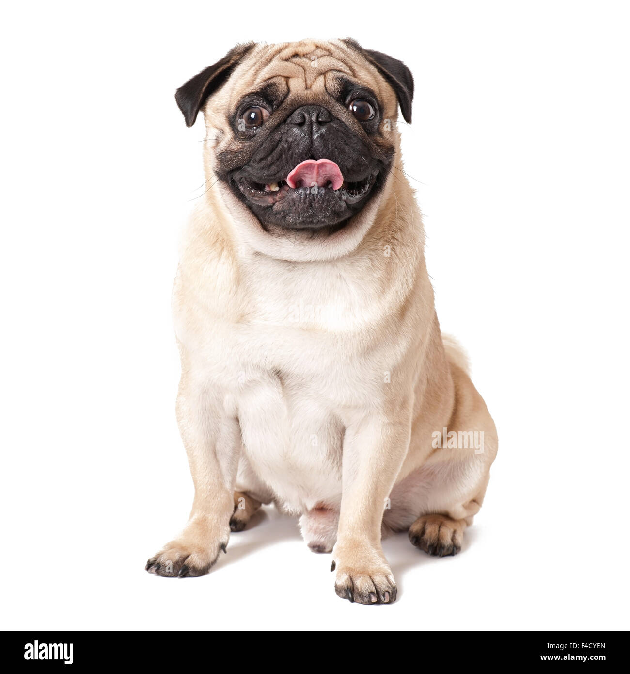 Pug dog isolated on a white background Stock Photo - Alamy