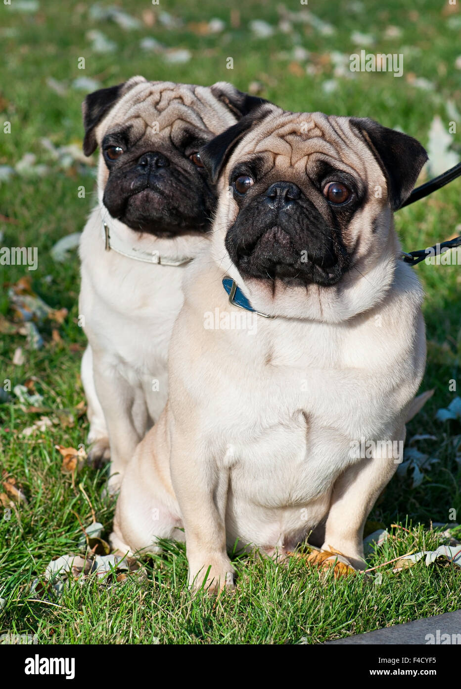 Two pug dog on the grass Stock Photo - Alamy
