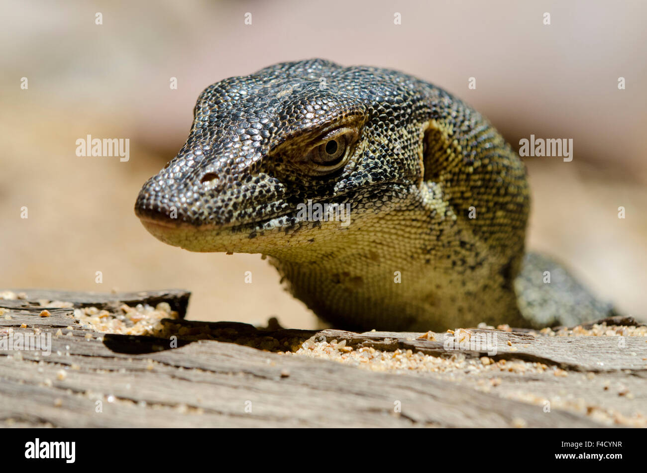 Mertens water monitor hi-res stock photography and images - Alamy