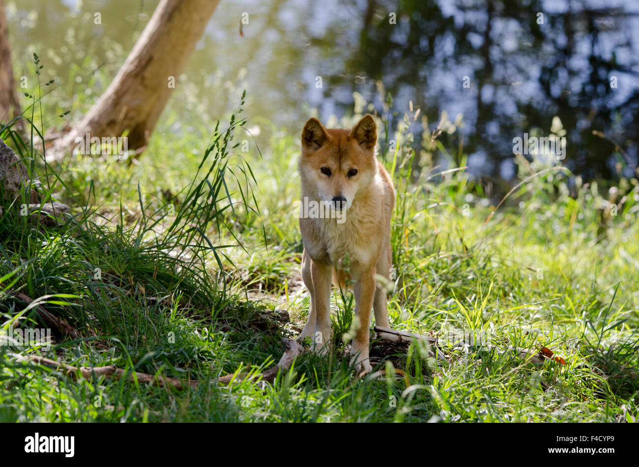 Australia, Adelaide. Cleland Wildlife Park. Australian Dingo (Canis ...