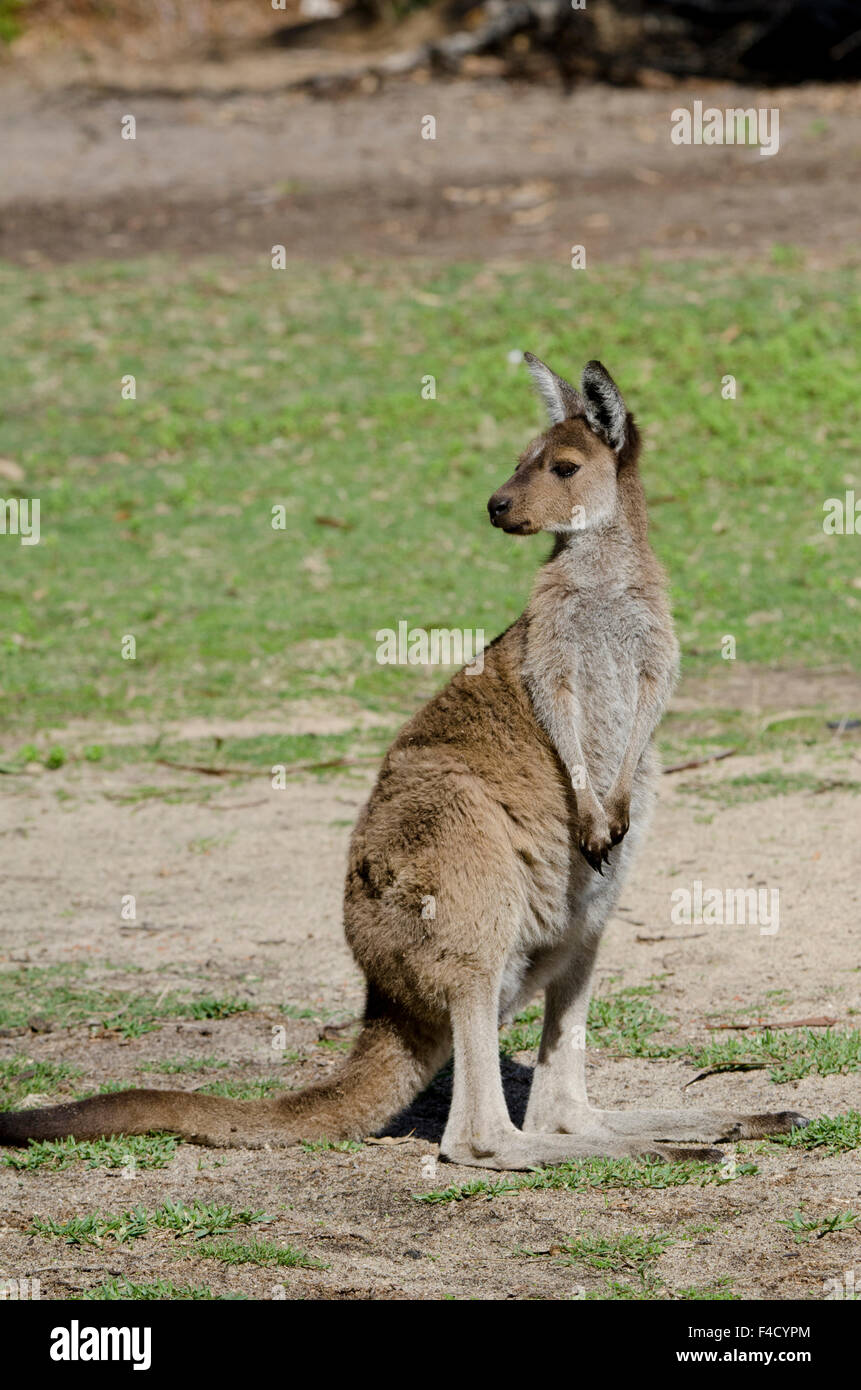 Australia, Perth, Yanchep National Park. Western gray kangaroo ...