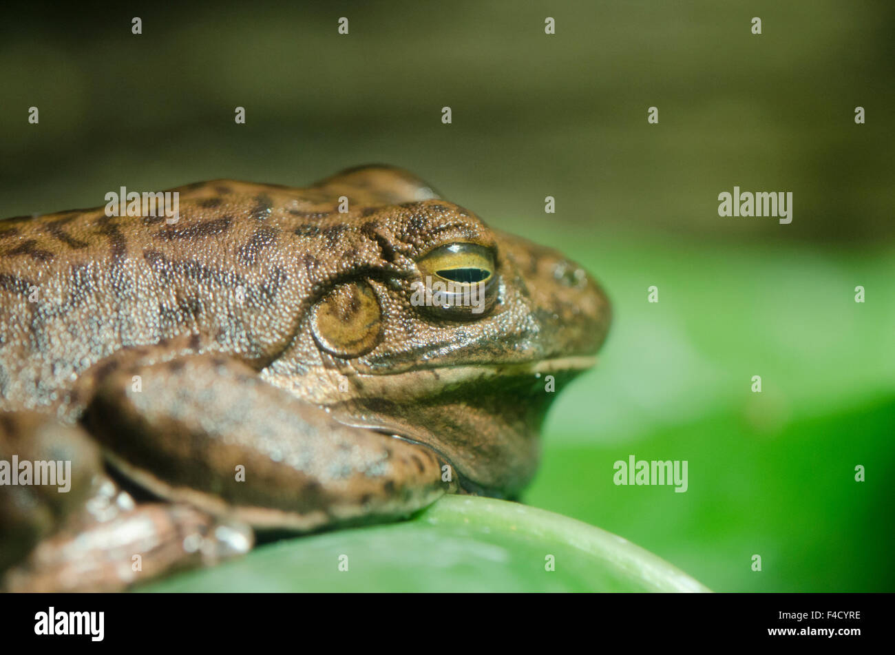 Australia, Sydney. Sydney Sea Life Aquarium. White-lipped tree frog ...