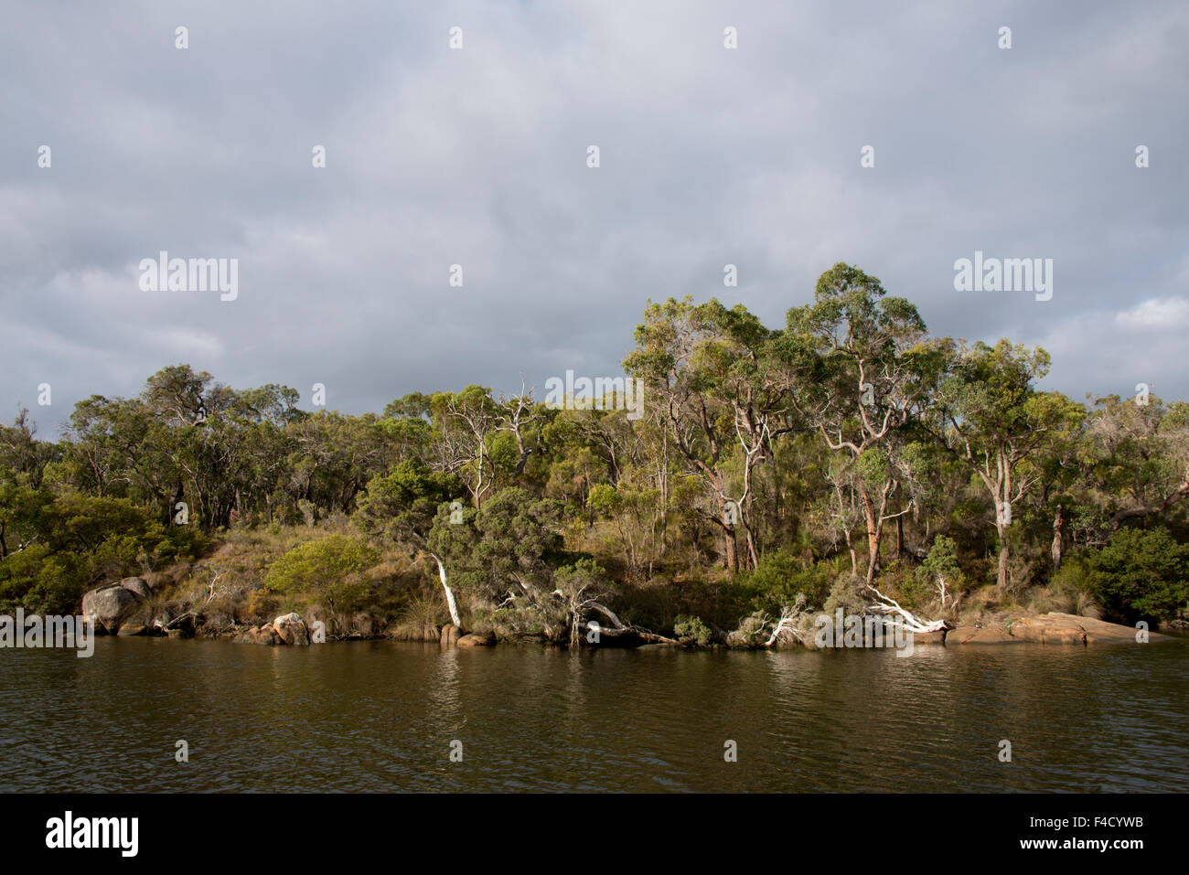 Australia, Albany, Kalgan River. Typical forest views along the Kalgan ...