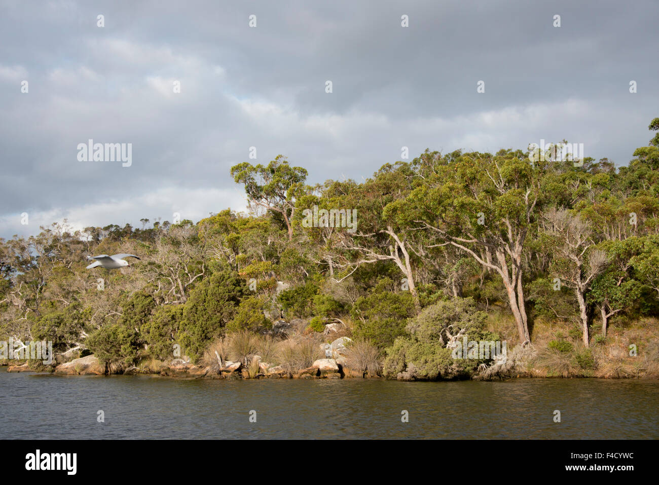 Australia, Albany, Kalgan River. Typical forest views along the Kalgan ...