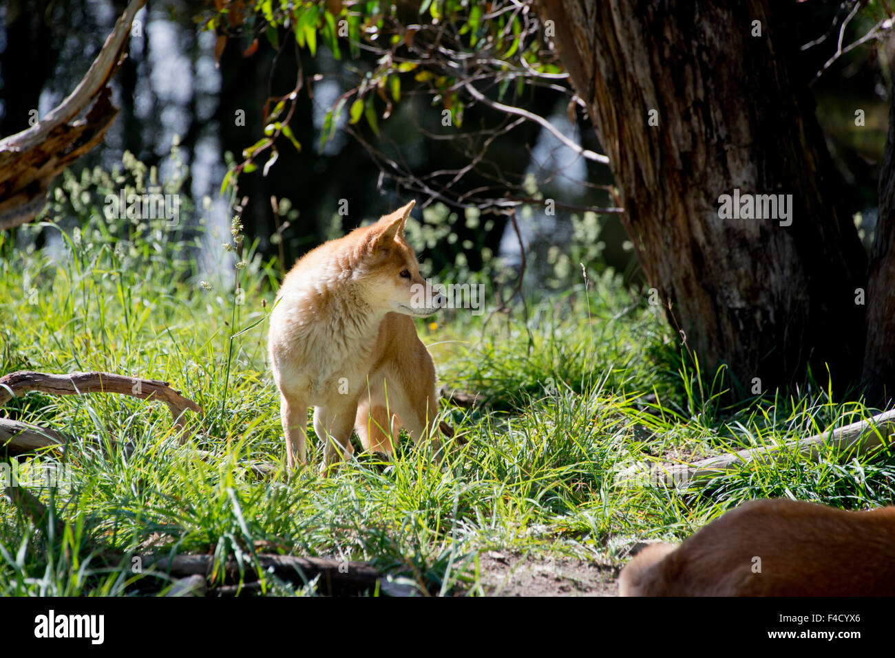 Australia, Adelaide. Cleland Wildlife Park. Australian Dingo (Canis ...