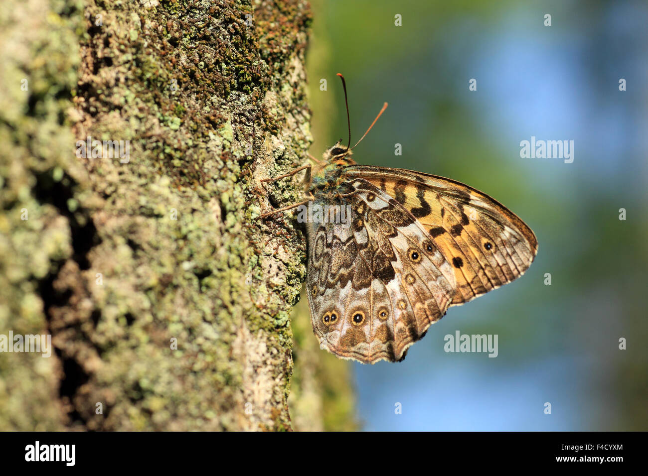 Neope hi-res stock photography and images - Alamy