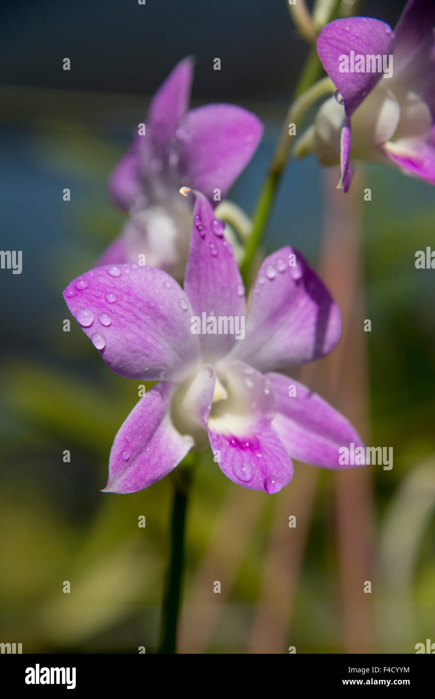 Australia, Northern Territory, Darwin. Jenny's Orchid Garden. Orchids ...