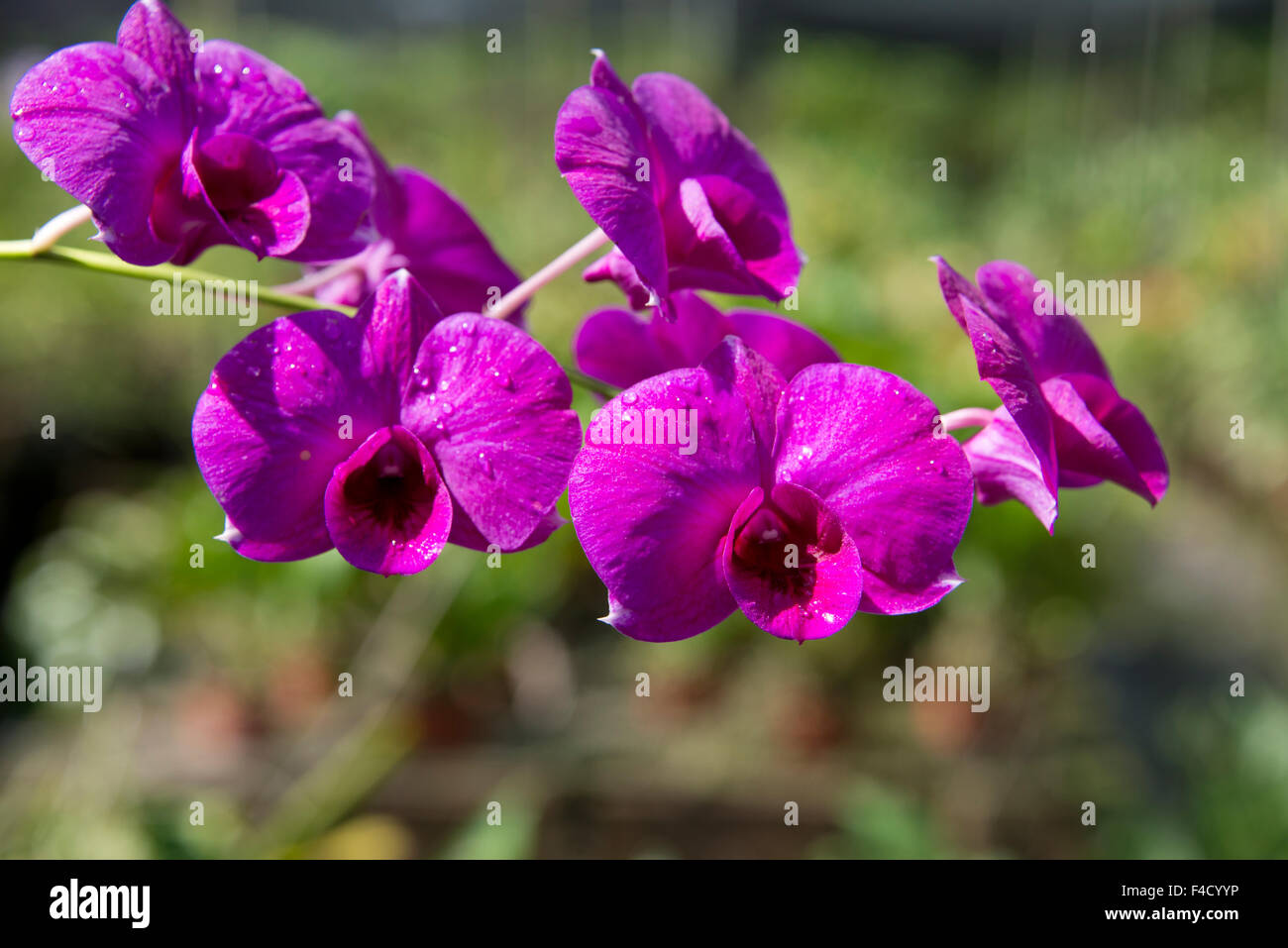 Australia, Northern Territory, Darwin. Jenny's Orchid Garden. Orchids ...