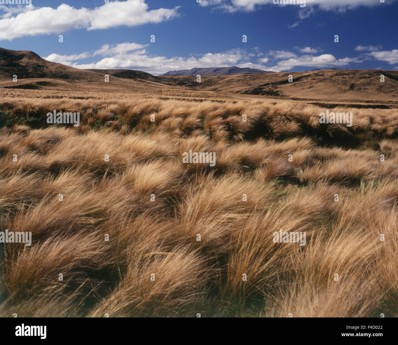 New Zealand, South Island New Zealand, Fiordland National Park, Red ...