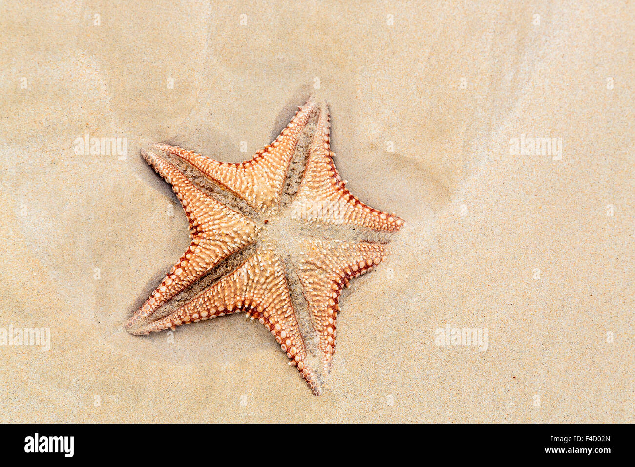 Starfish feet sand hi-res stock photography and images - Alamy