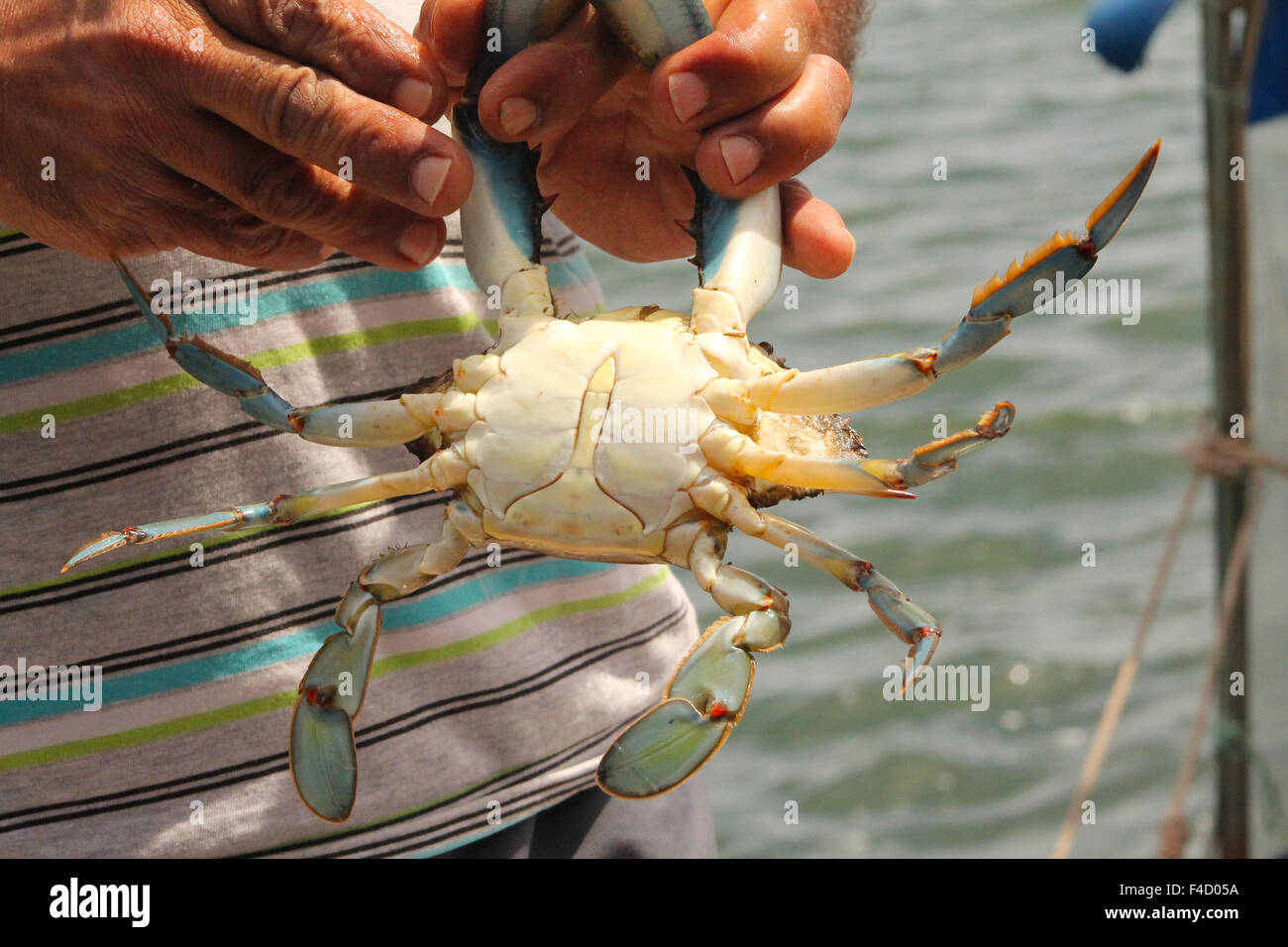 Blue Crab in Turkey Stock Photo - Alamy