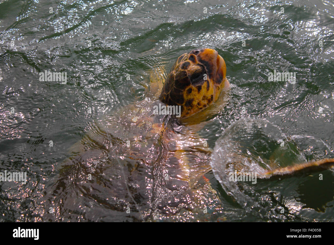 Sea Turtle in Turkey Stock Photo - Alamy