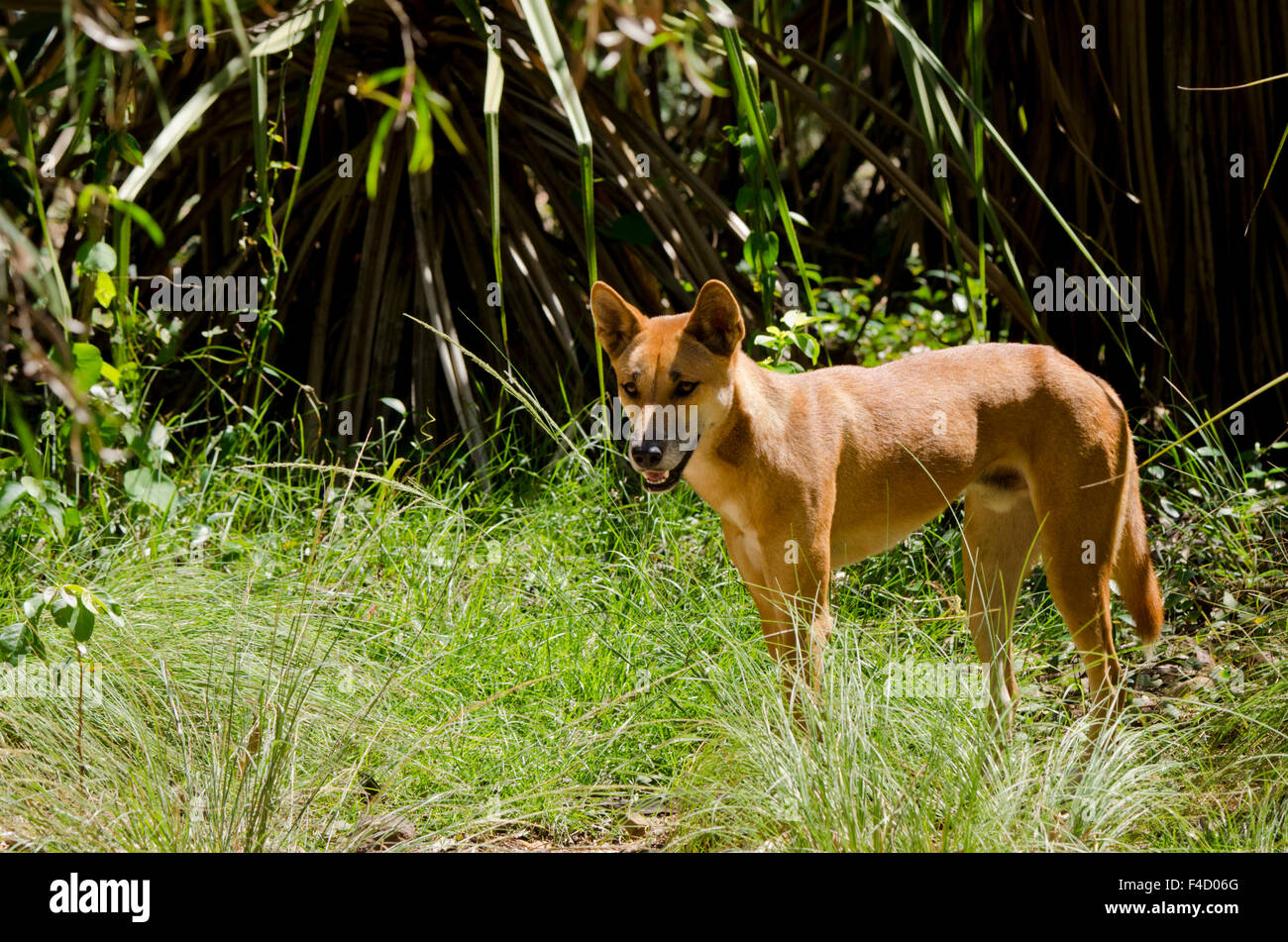 Australia, Northern Territory, Darwin. Territory Wildlife Park. Dingo ...