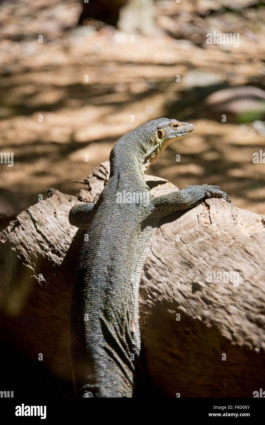 Australia, Northern Territory, Darwin. Territory Wildlife Park. Mertens ...