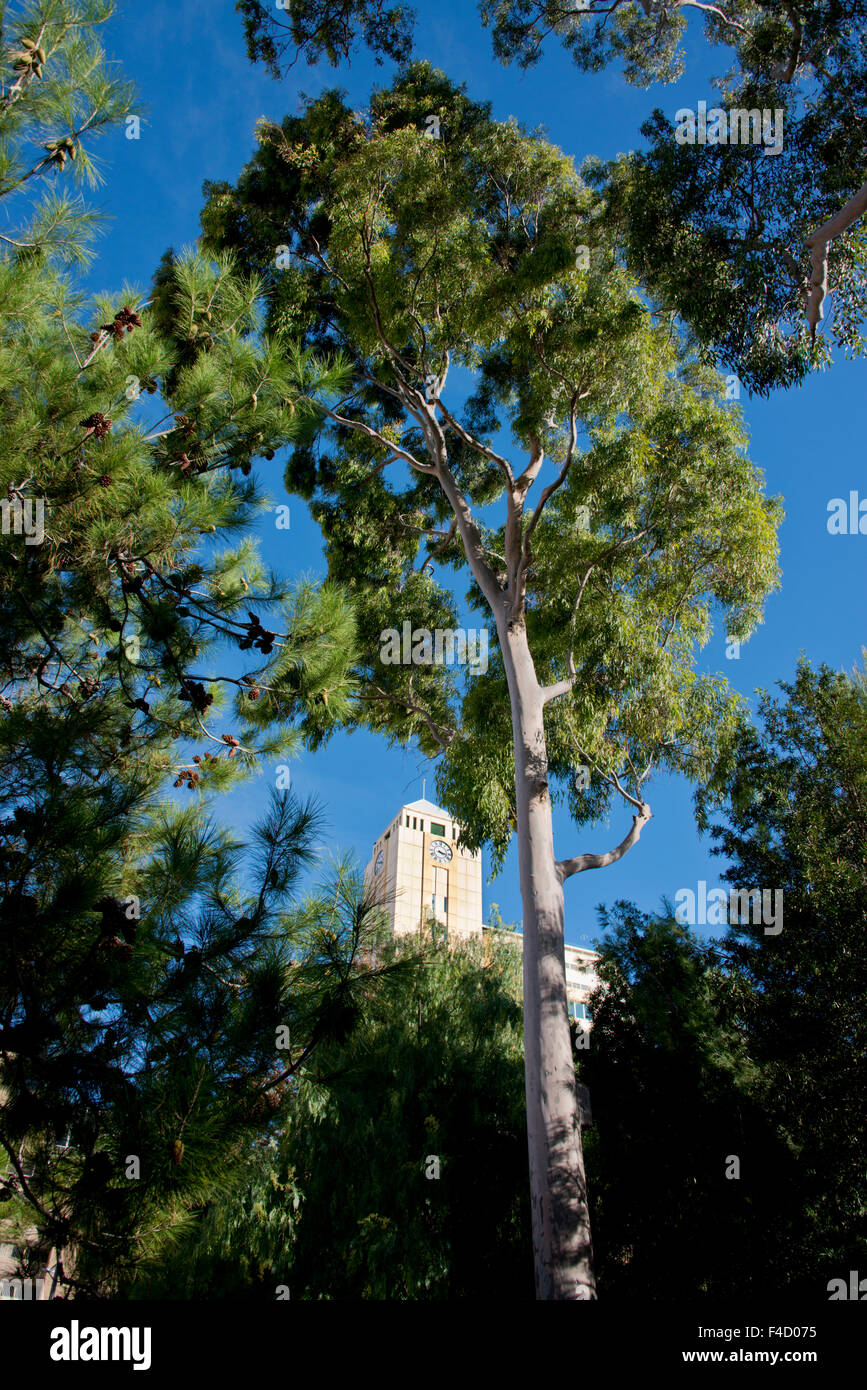 Australia, Adelaide. Downtown city park with tall gum (eucalyptus ...