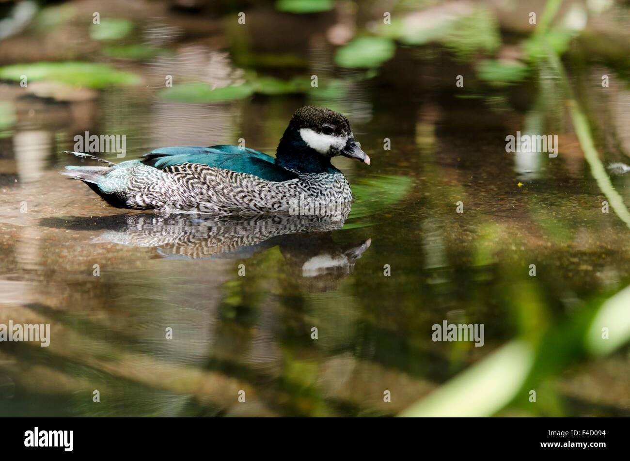 Green pygmy goose hi-res stock photography and images - Alamy