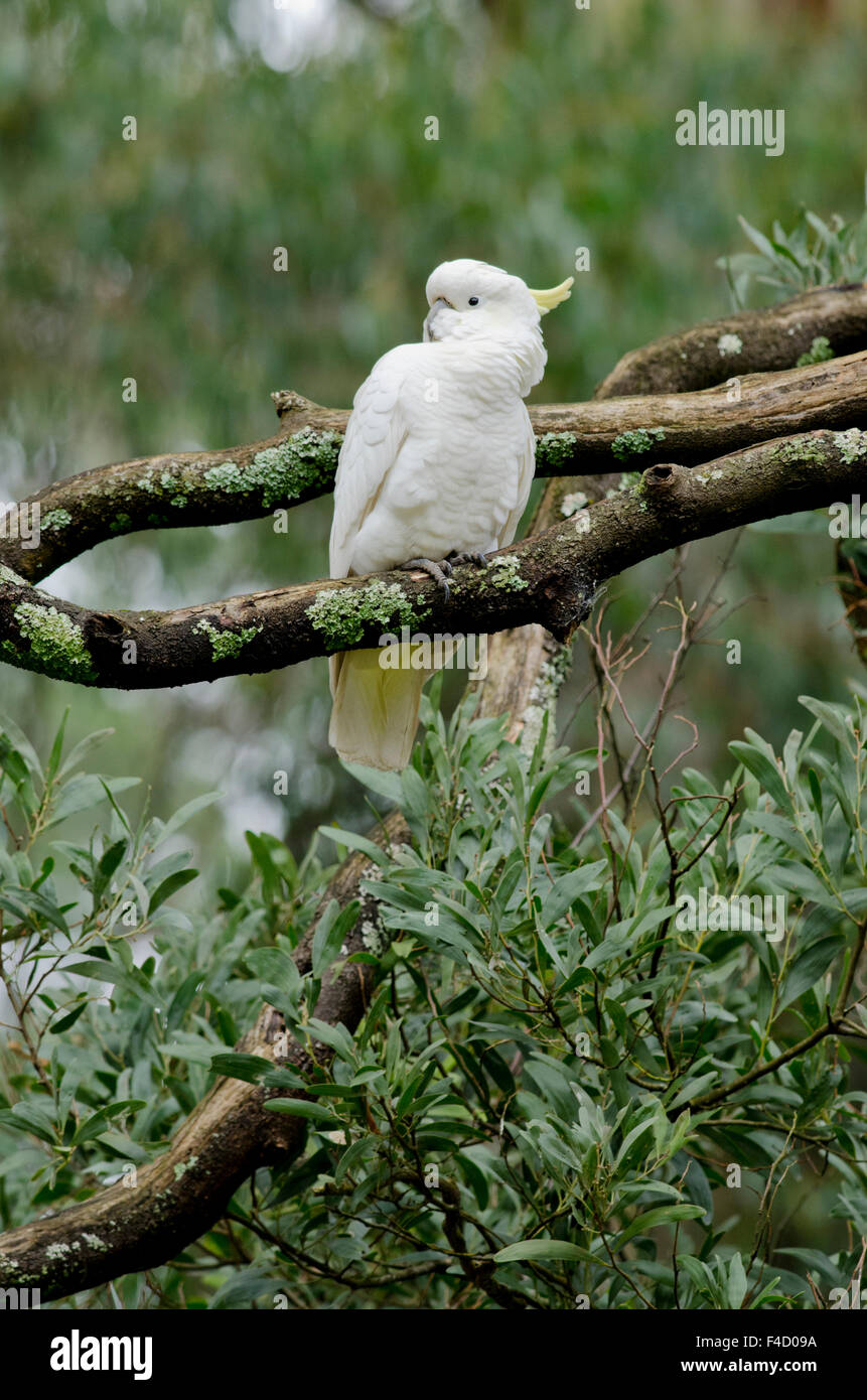 Australia, Dandenong Ranges. Dandenong National Park, Grants Reserve ...